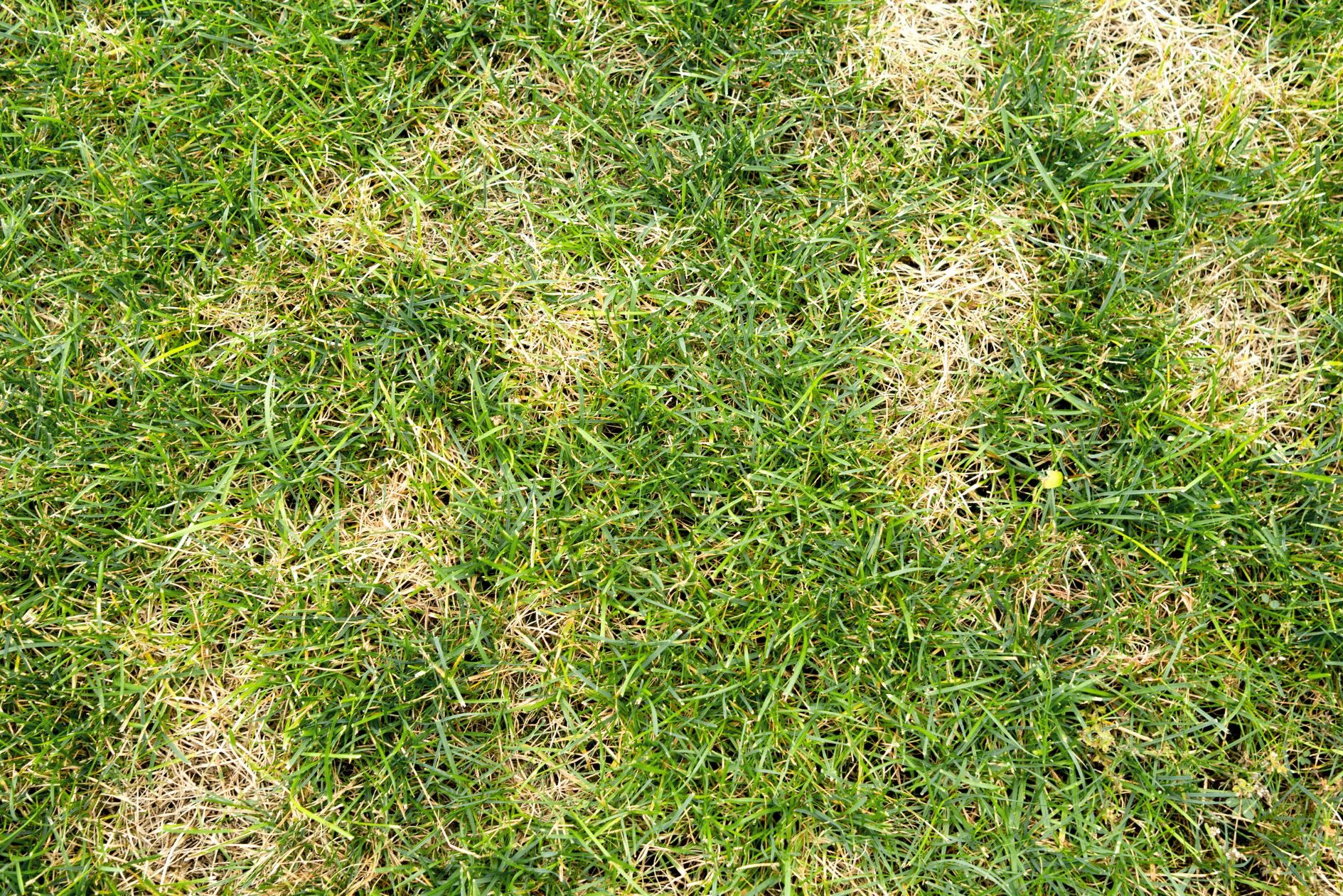 How to Identify Common Florida Lawn Disease | Pearce Lawn Care