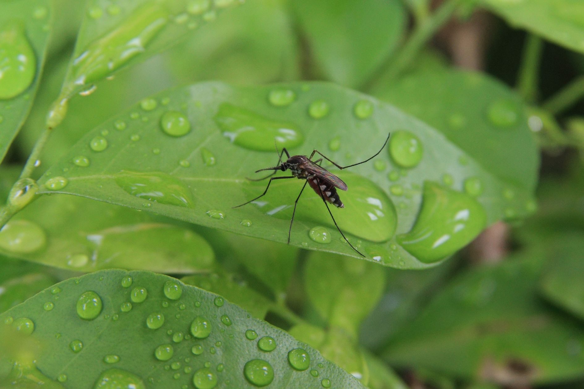 Tips to Prepare for Mosquito Season in Florida | Pearce Lawn Care